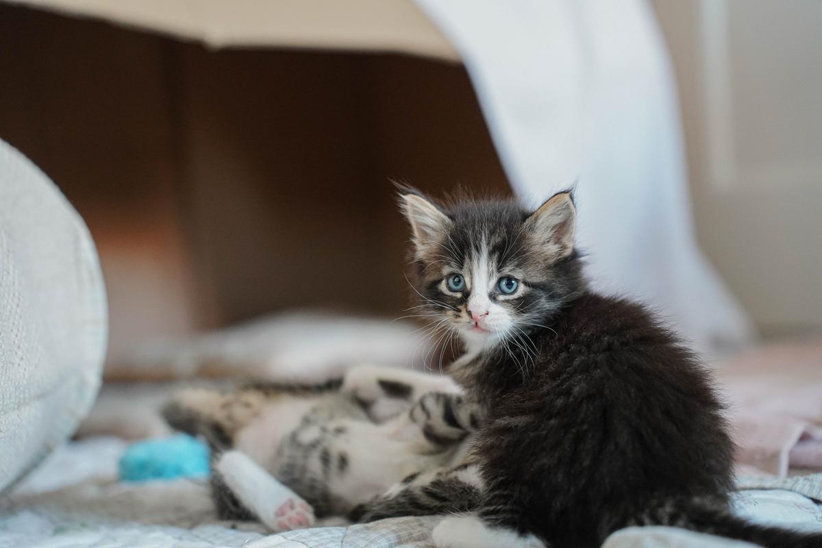 Syv killinger genforenet med mor efter at være efterladt i en rygsæk | Dyrenes Beskyttelse